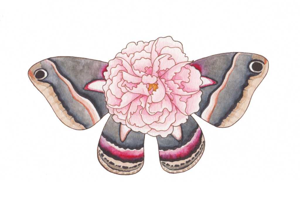 Mothy Flower – Nonny Drawls